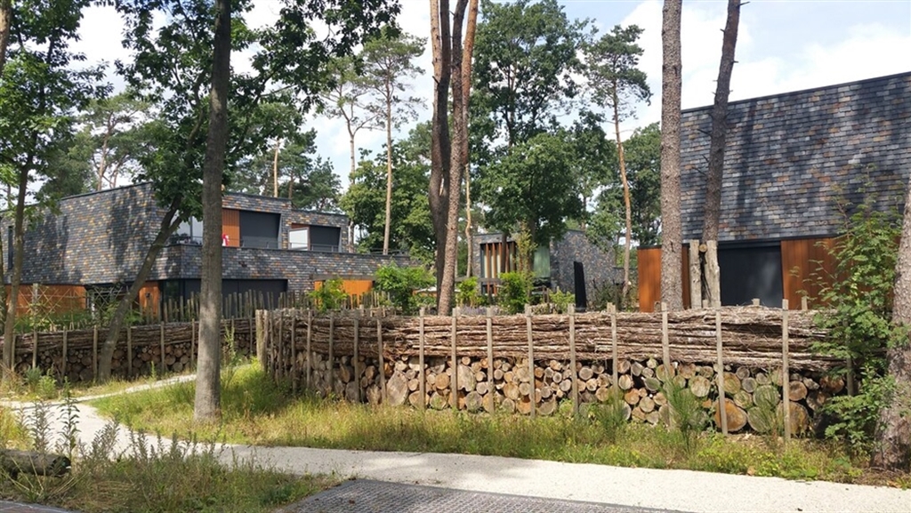 Hoe kun je je stad groener maken? | Kennisportaal Klimaatadaptatie