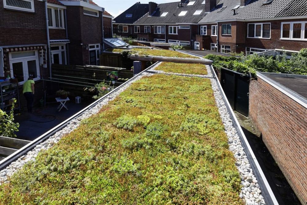 Hoe leg je een groen dak aan? - Klimaatadaptatie