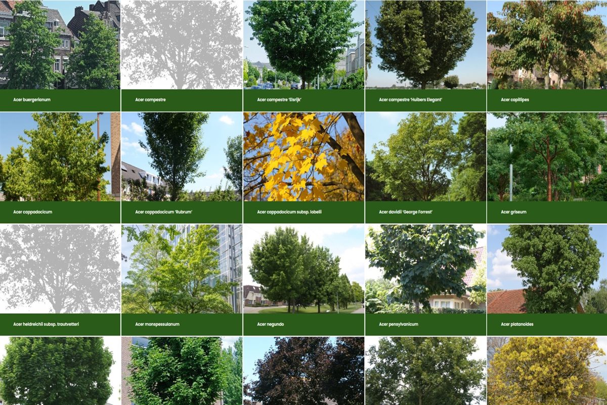 Bomentabel - Kennisportaal Klimaatadaptatie