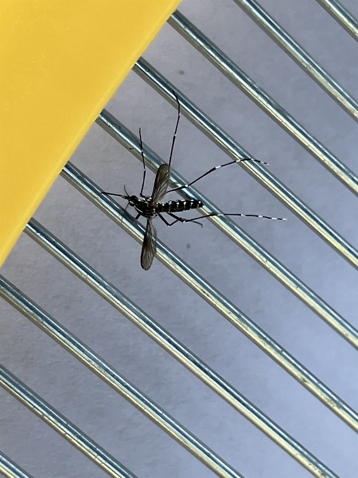 Gaan muggen straks ook in Nederland ziekten overbrengen ...