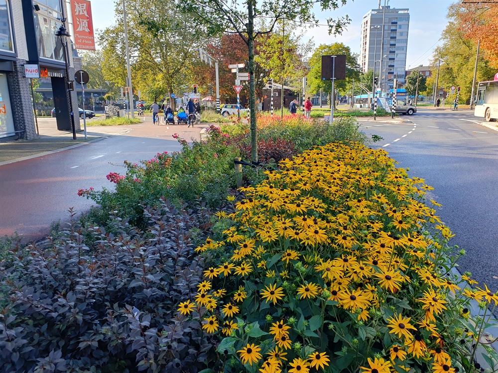 Arnhem converts paved bus lane into green cool street with bioswale ...